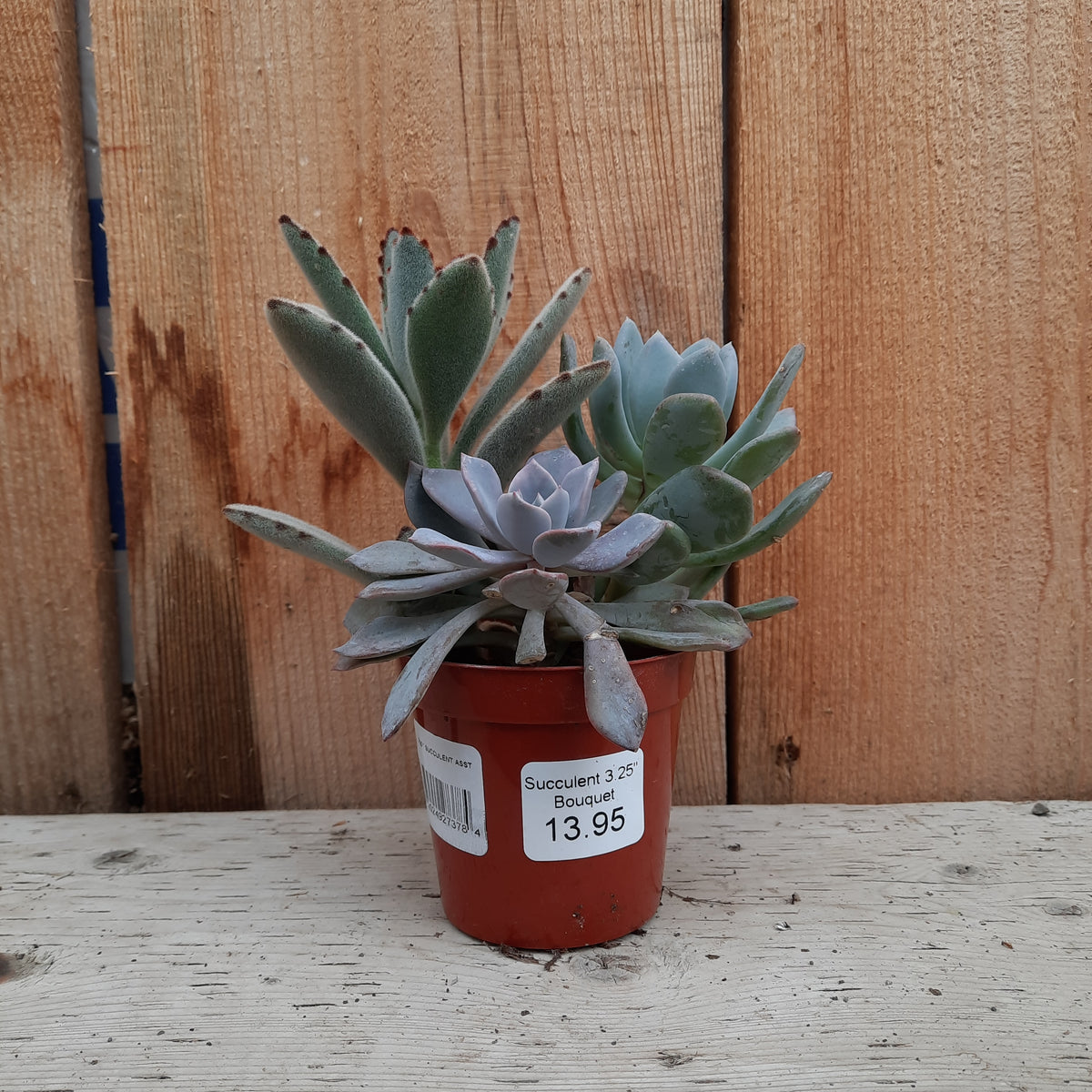 Succulent Bouquet 3.25" – Carp Garden Centre - West Ottawa