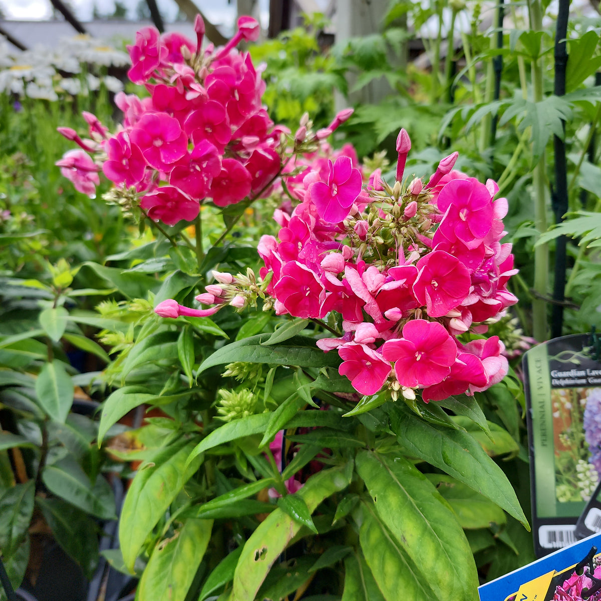 Phlox Ka Pow 'Pink' – Carp Garden Centre - West Ottawa