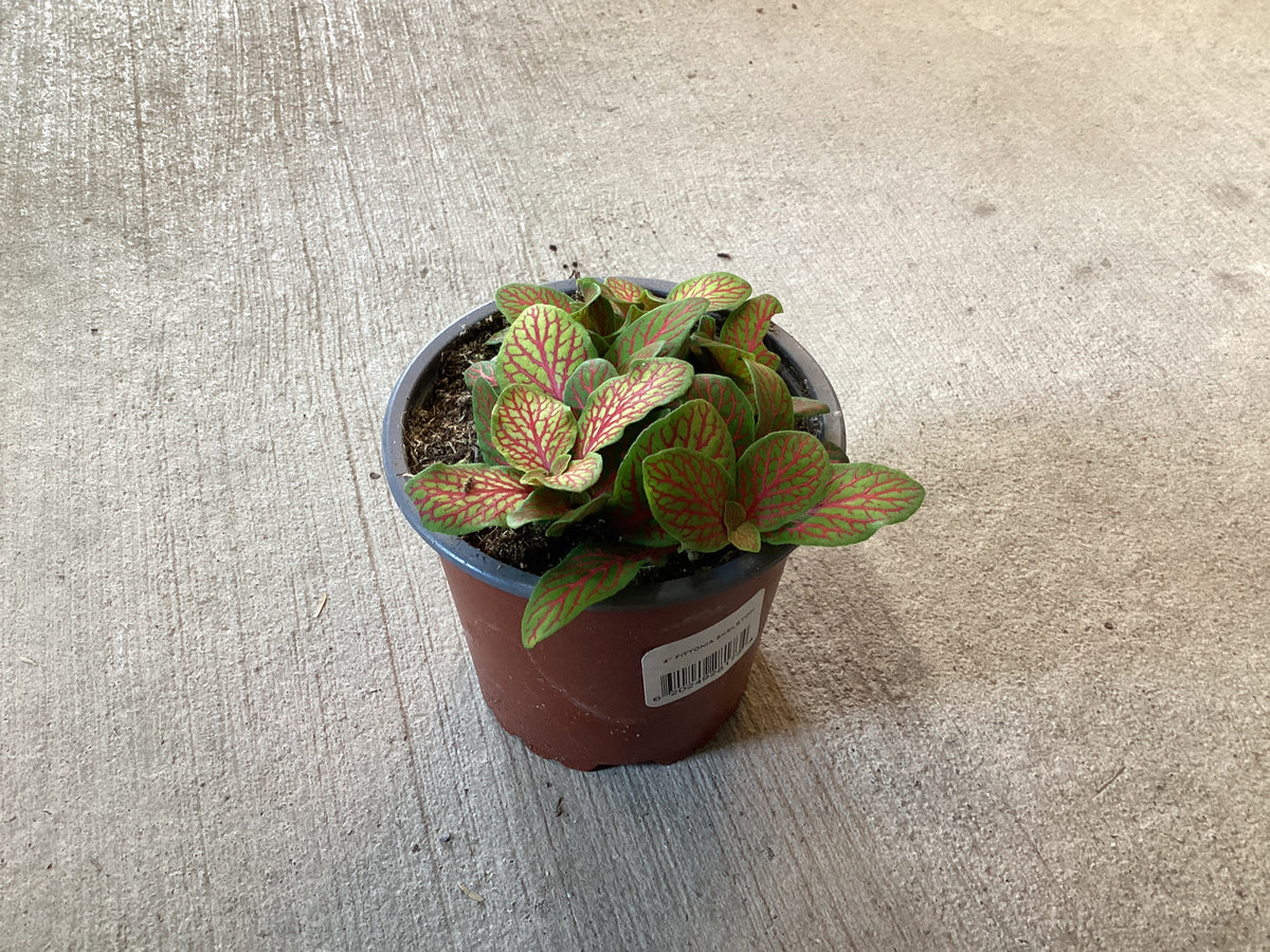 Fittonia 'Skeleton' 4" – Carp Garden Centre - West Ottawa