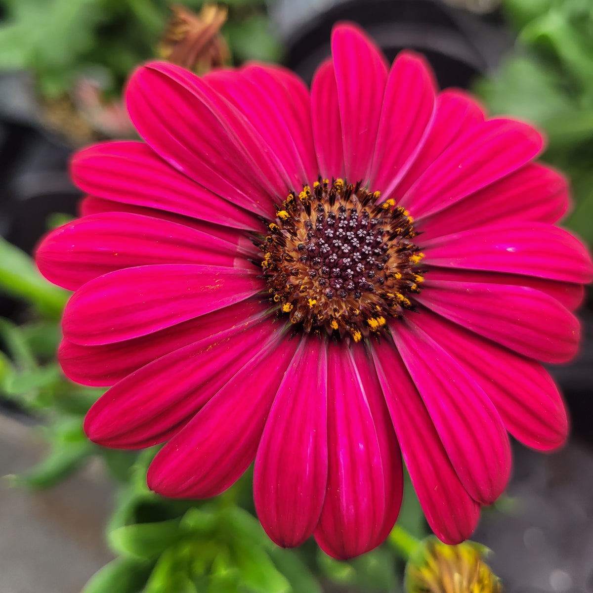 Osteospermum 'Gelato Raspberry' – Carp Garden Centre - West Ottawa