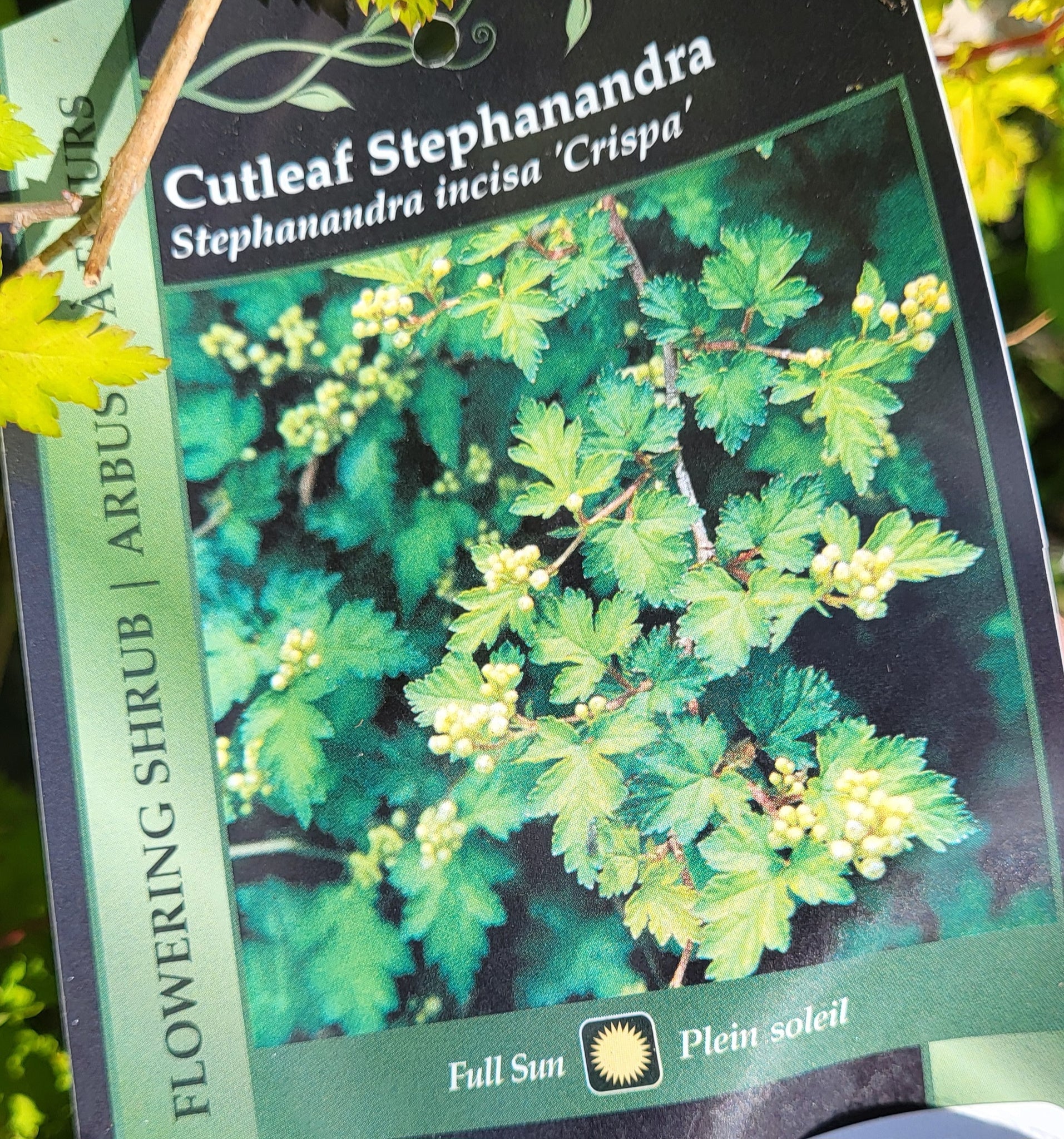 Cutleaf Stephanandra. Stephanandra Incia’s ‘Crispa’ – Carp Garden ...