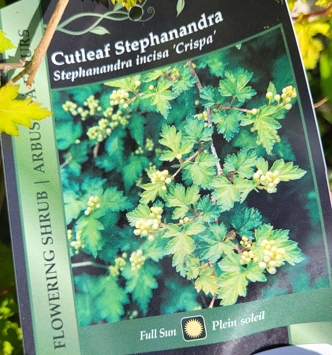 Cutleaf Stephanandra. Stephanandra Incia’s ‘Crispa’ – Carp Garden ...