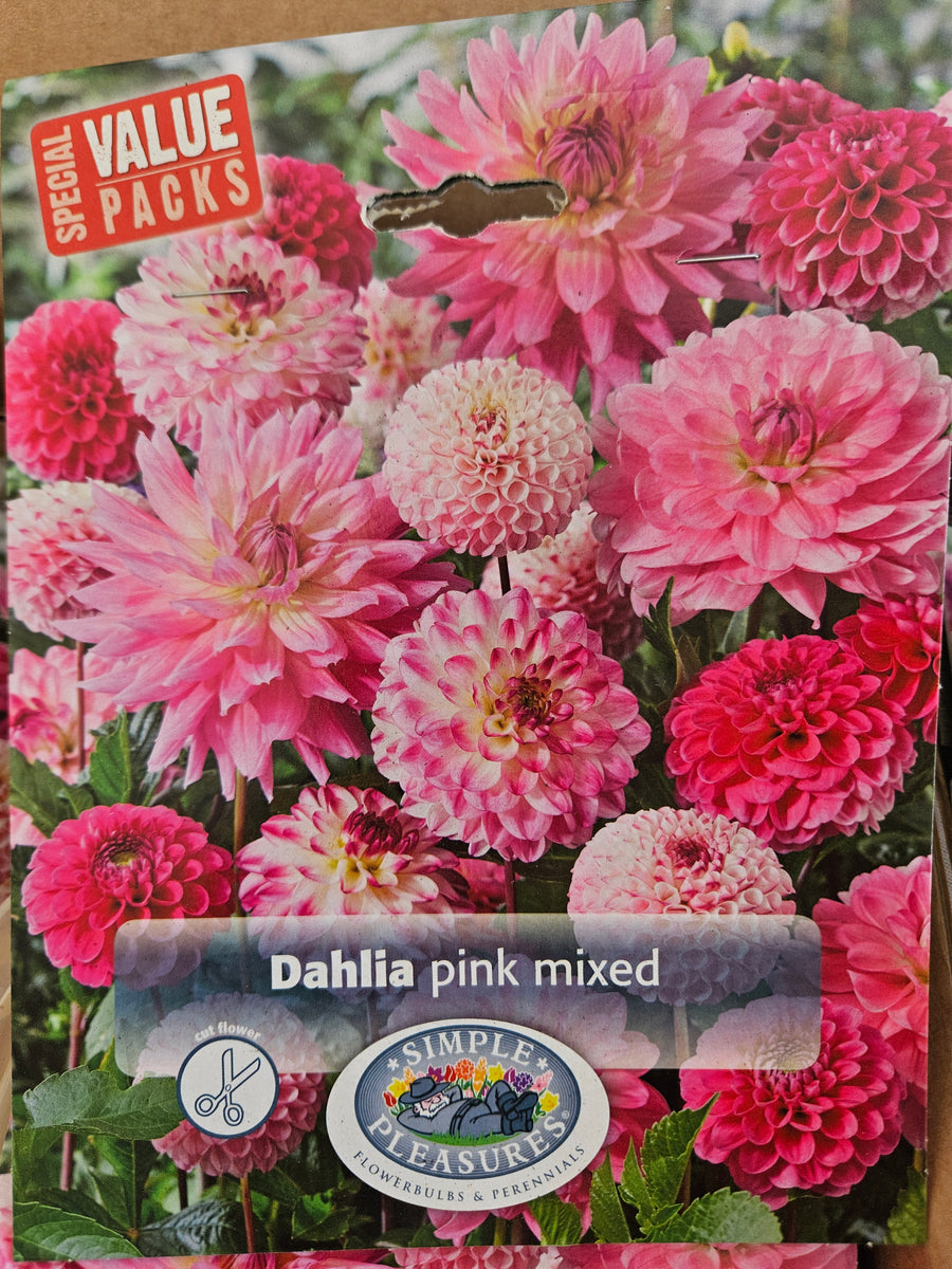 Dahlia 'Pink' Mixed – Carp Garden Centre - West Ottawa