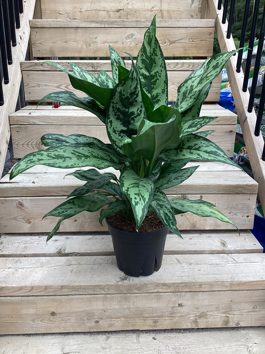 Aglaonema 'Romeo' 8" – Carp Garden Centre - West Ottawa