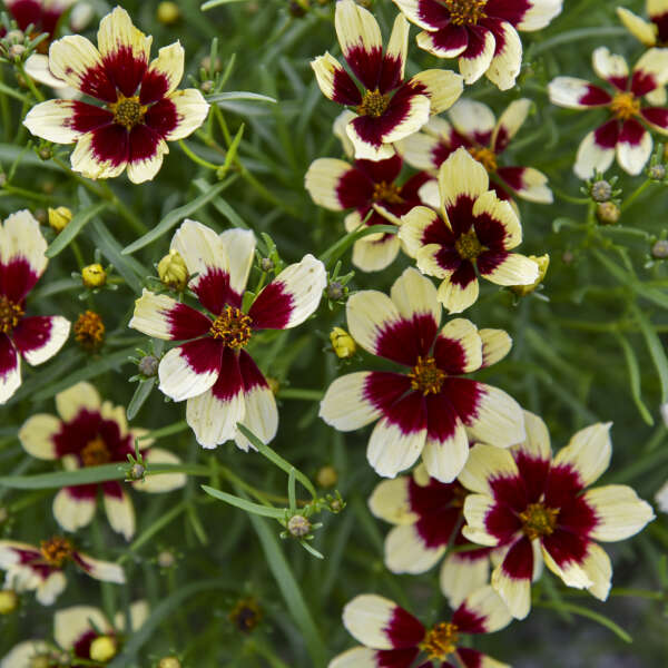 Coreopsis 'Creamy Calico' – Carp Garden Centre - West Ottawa