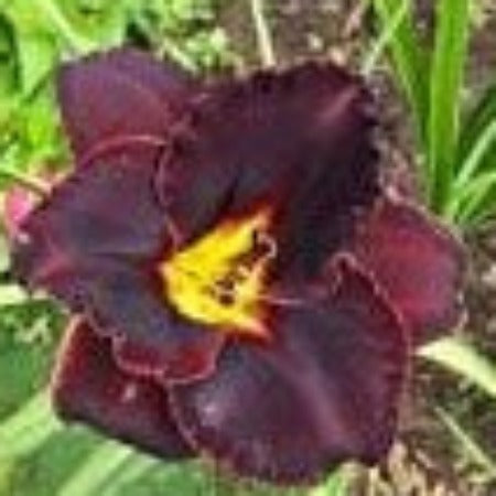 Daylily Longfields 'Black Magic' – Carp Garden Centre - West Ottawa