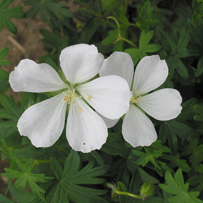 Geranium 'Album' – Carp Garden Centre - West Ottawa