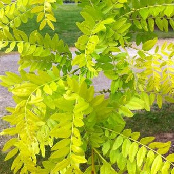 Honeylocust 'Suncole' - Large Caliper – Carp Garden Centre - West Ottawa
