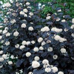 Diablo Purple Ninebark 'Monlo' – Carp Garden Centre - West Ottawa