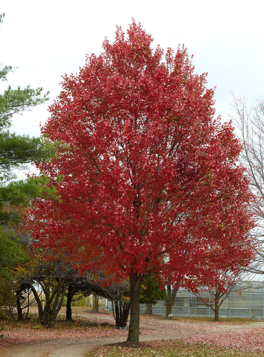 Red Maple - Large Caliper – Carp Garden Centre - West Ottawa