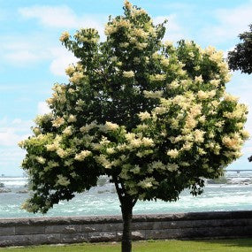 Lilac 'Ivory Silk'-Tree Form – Carp Garden Centre - West Ottawa