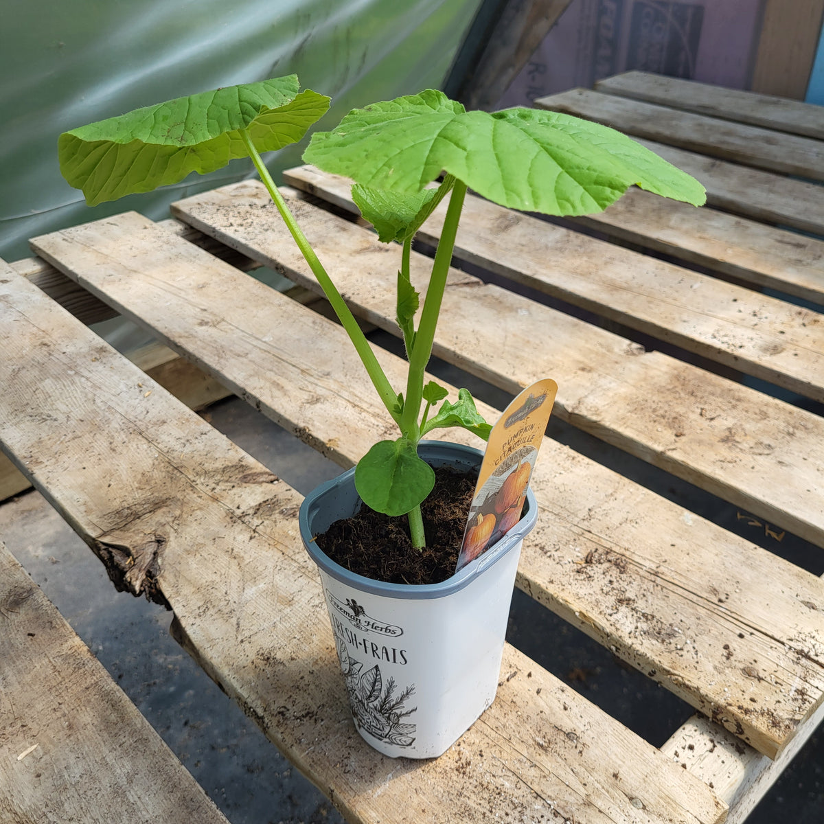 Pumpkin - Annual Plant – Carp Garden Centre - West Ottawa