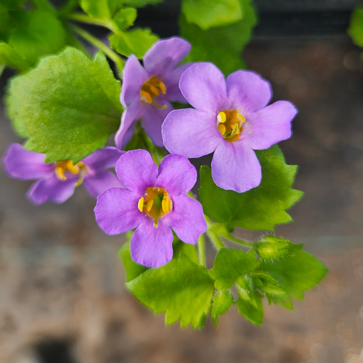 Bacopa 'Scopia Great Regal Blue' – Carp Garden Centre - West Ottawa