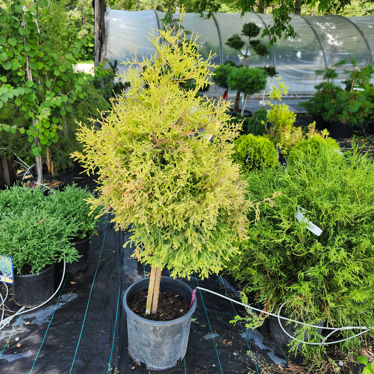 Thuja occidentalis 'Rheingold' – Carp Garden Centre - West Ottawa