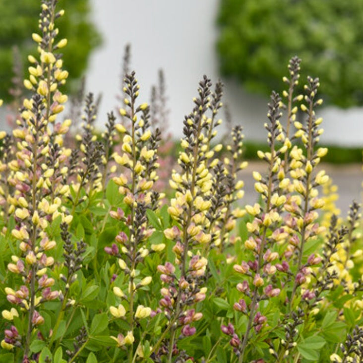 Baptisia 'Pink Lemonade' PW – Carp Garden Centre - West Ottawa