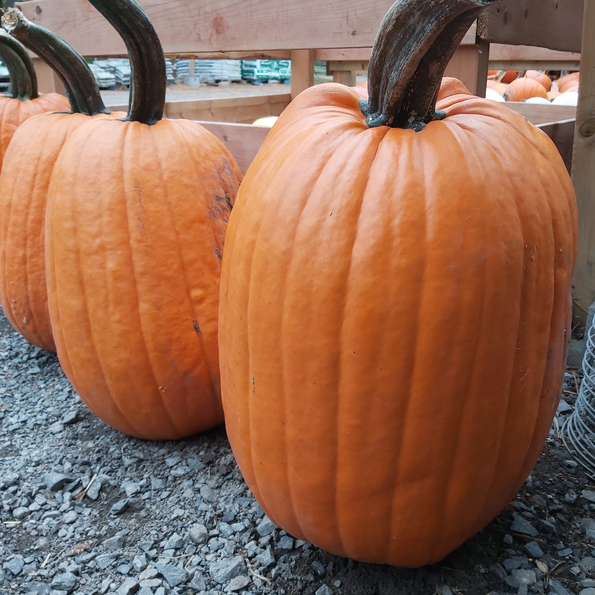 Pumpkin - Jack'o Lantern – Carp Garden Centre - West Ottawa