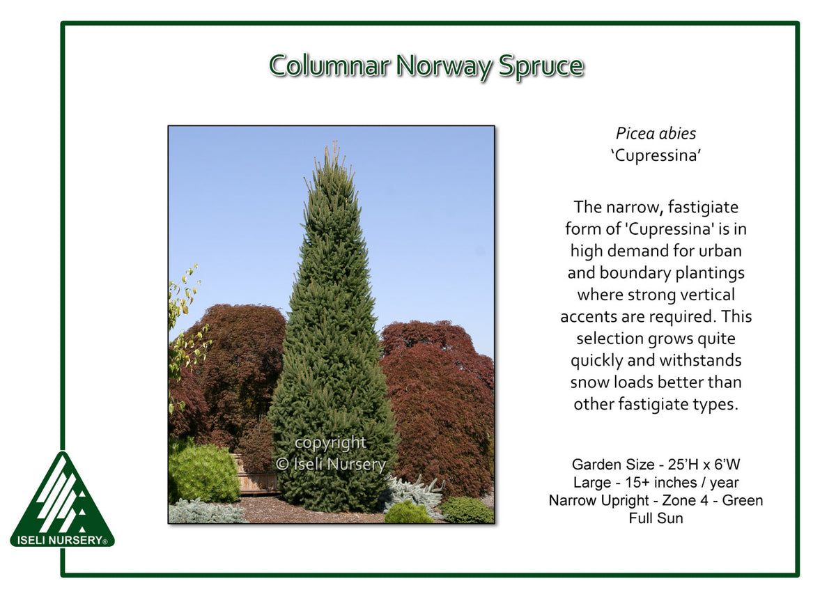 Columnar Norway Spruce 'Cupressina' - Large Caliper – Carp Garden ...