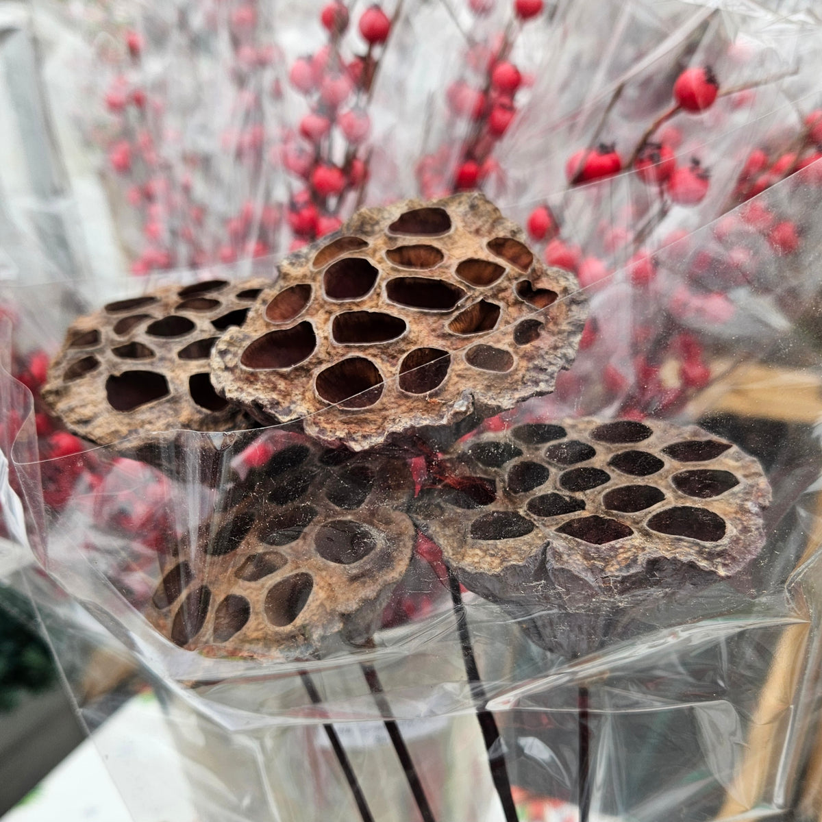 Lotus Pod Bundle – Carp Garden Centre - West Ottawa