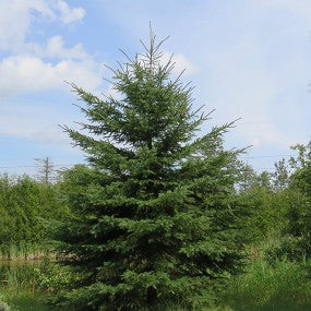 White Spruce - Large Caliper – Carp Garden Centre - West Ottawa