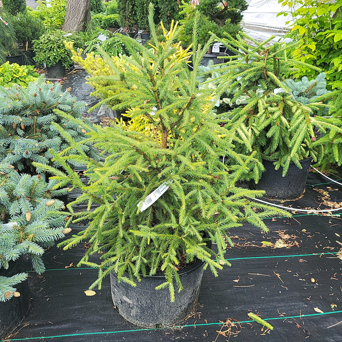 Norway Spruce 'Blaze' – Carp Garden Centre - West Ottawa