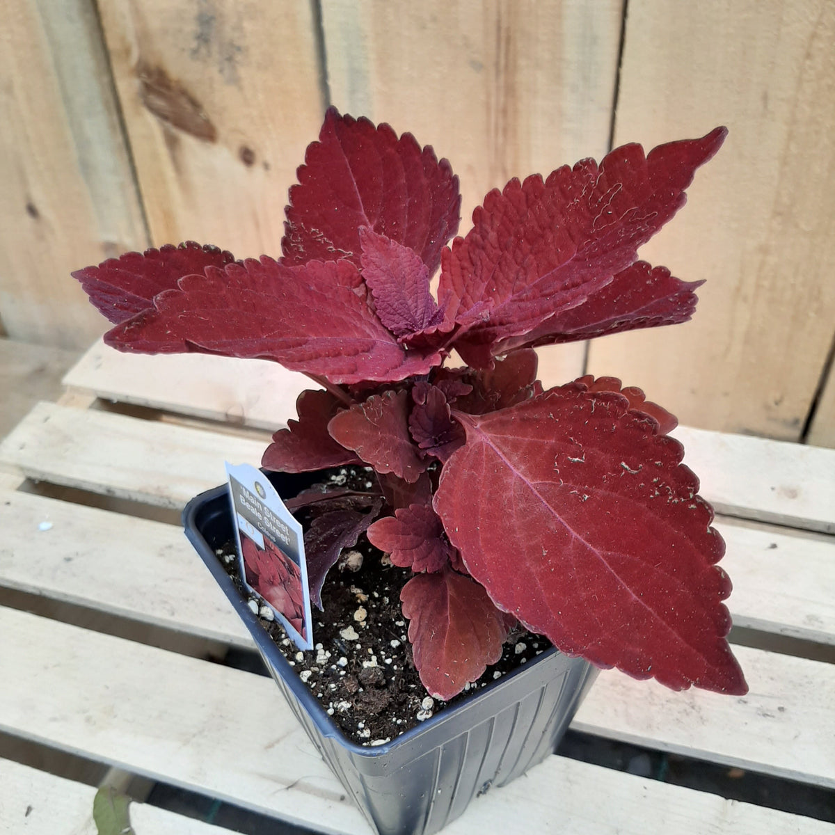 Coleus 'Main Street Beale Street' – Carp Garden Centre - West Ottawa