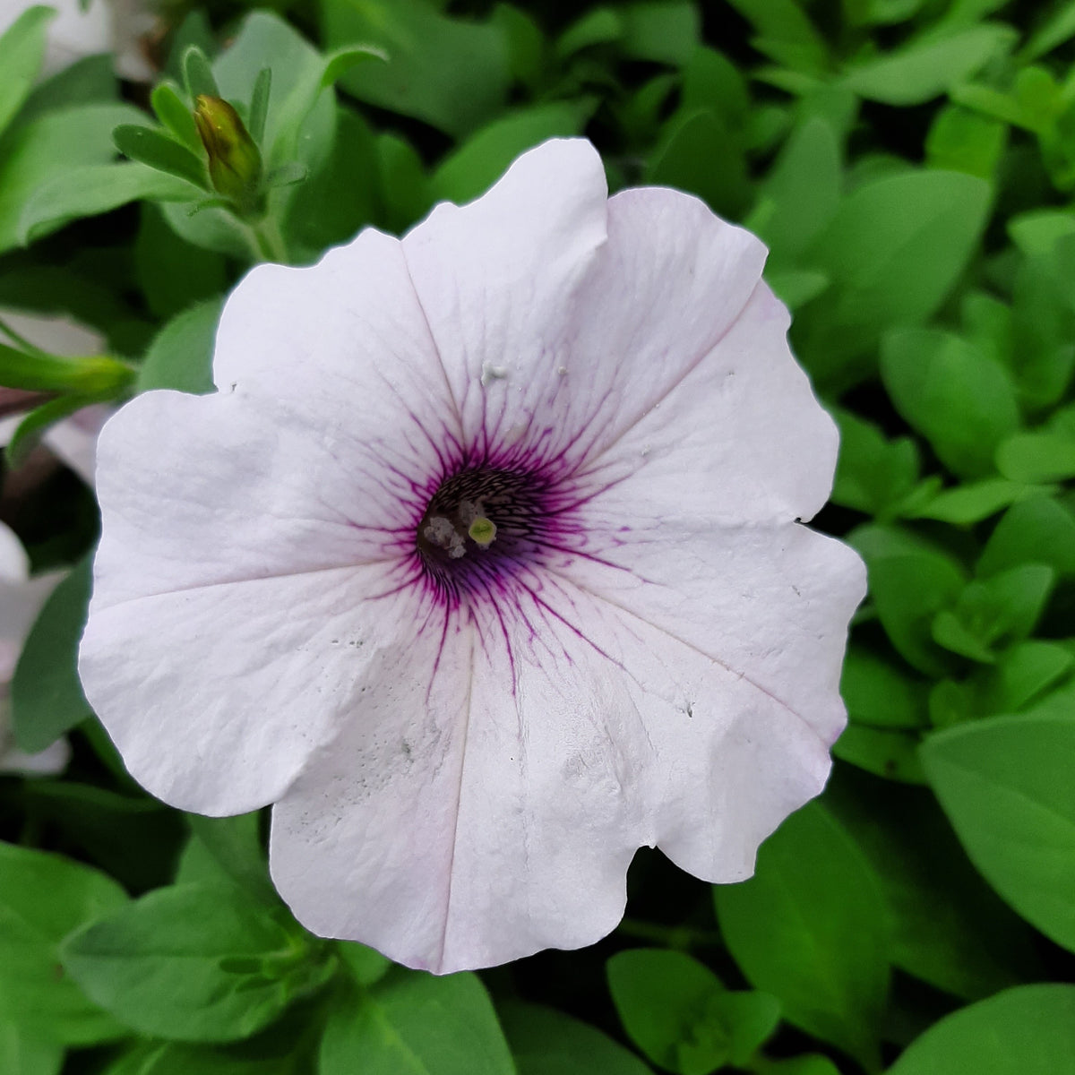 Petunia 'Easy Wave Silver' – Carp Garden Centre - West Ottawa