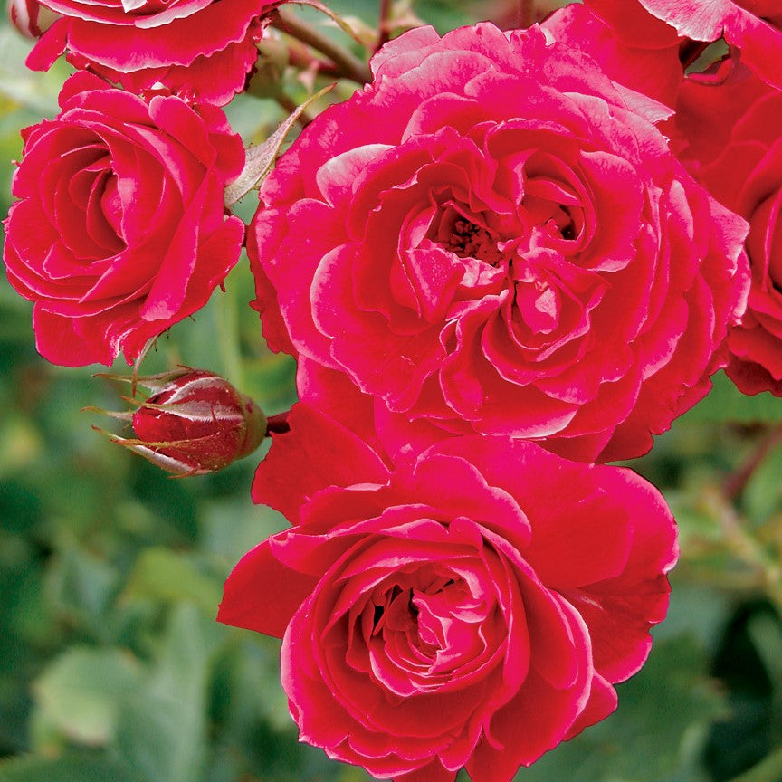 Rose 'Alexander Mackenzie' – Carp Garden Centre - West Ottawa