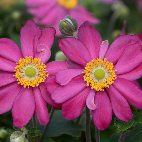 Anemone 'Pamina' – Carp Garden Centre - West Ottawa