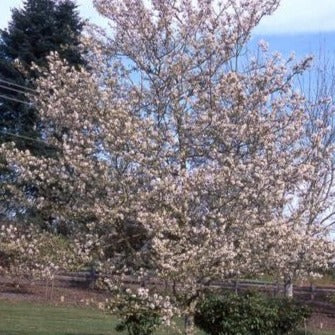 Serviceberry 'Princess Diana' - Tree Form – Carp Garden Centre - West ...