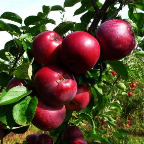 Apple Tree 'Spartan' – Carp Garden Centre - West Ottawa