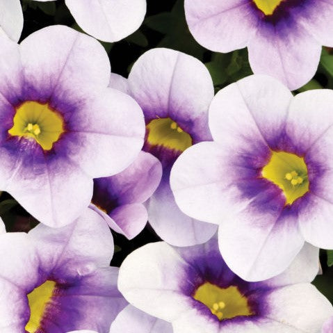 Calibrachoa 'Calitastic Ice Blue' – Carp Garden Centre - West Ottawa