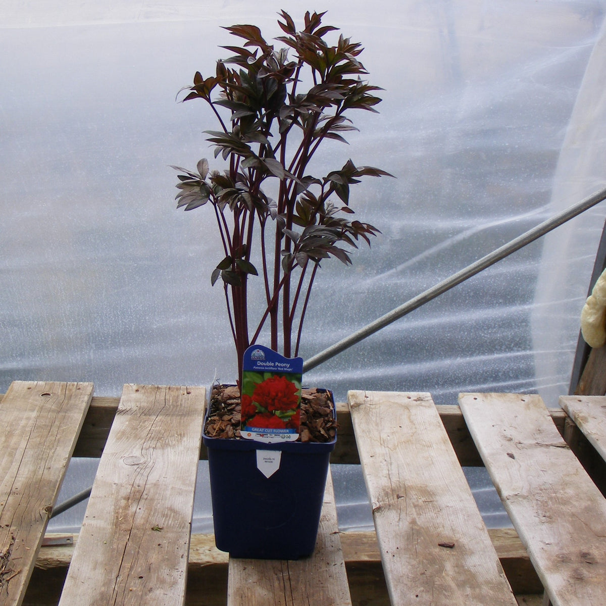 Peony 'Red Magic' – Carp Garden Centre - West Ottawa