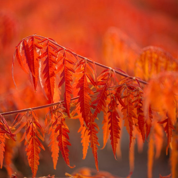 Sumac 'Tiger Eyes' – Carp Garden Centre - West Ottawa