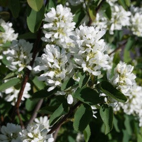 Canadian Serviceberry-Clump – Carp Garden Centre - West Ottawa