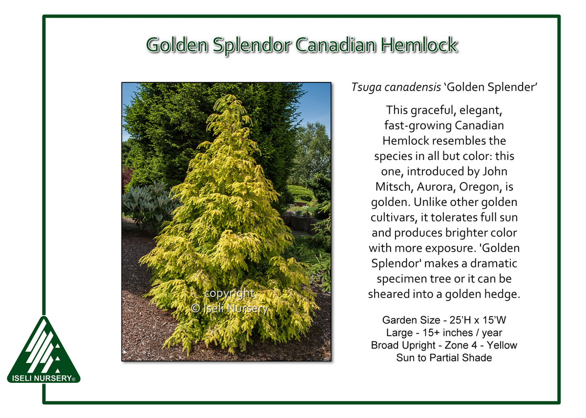 Canadian Hemlock 'Golden Splendor' – Carp Garden Centre - West Ottawa