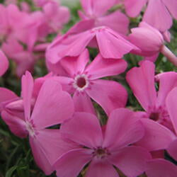 Moss Phlox 'Drummond's Pink' – Carp Garden Centre - West Ottawa